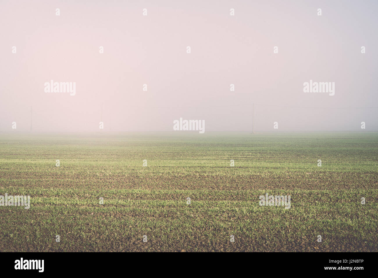 beautiful green meadow in heavy mist with lonely trees - retro, vintage ...
