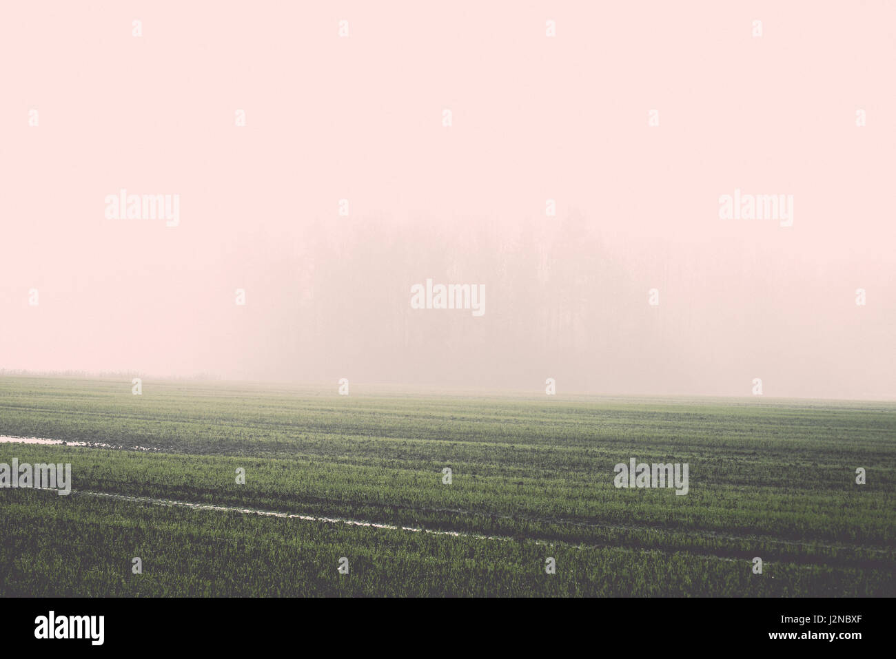 beautiful green meadow in heavy mist with lonely trees - retro, vintage ...