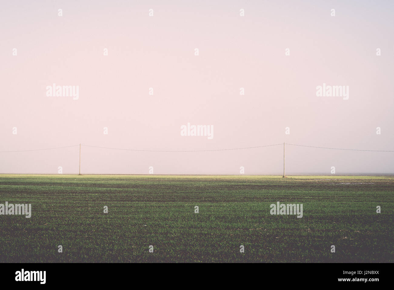 beautiful green meadow in heavy mist with lonely trees - retro, vintage ...