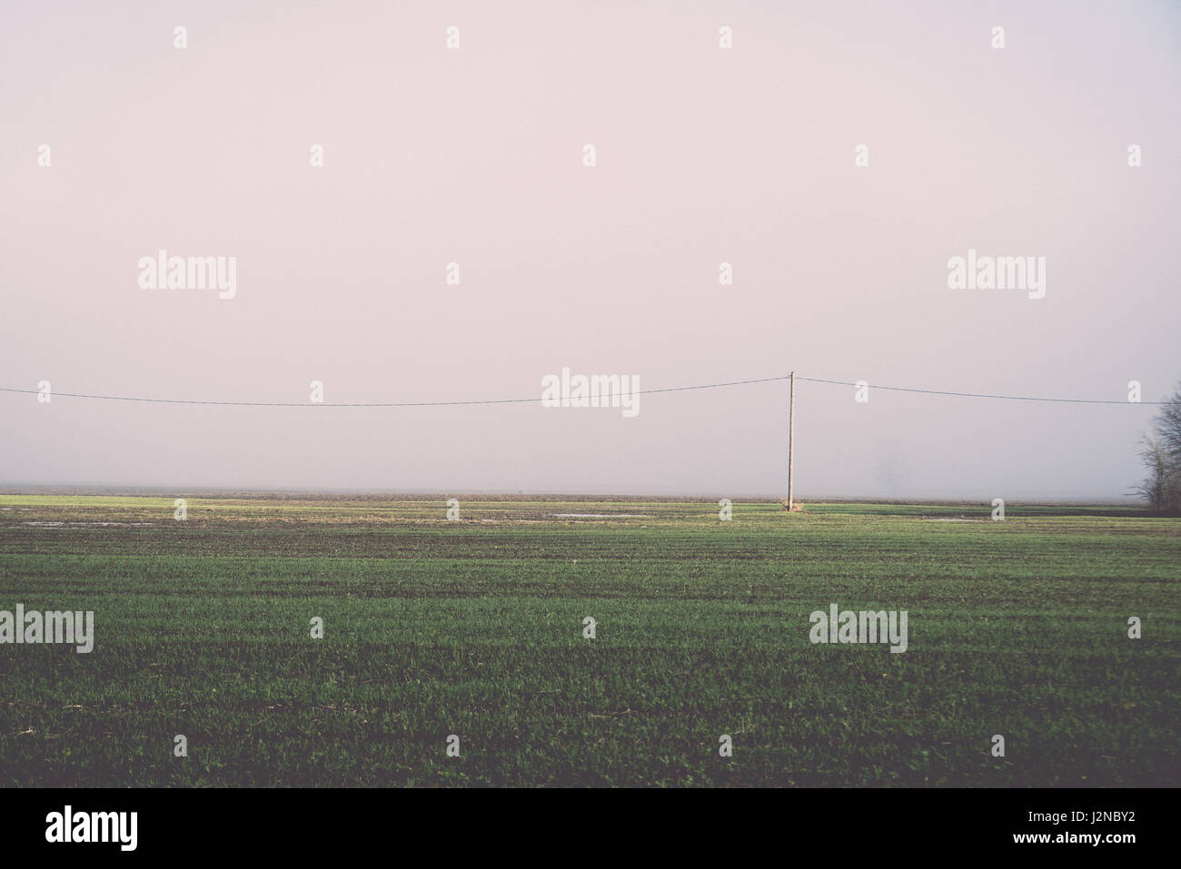 beautiful green meadow in heavy mist with lonely trees - retro, vintage ...