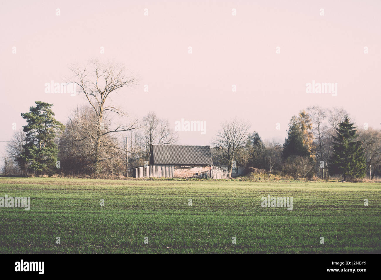 beautiful green meadow in heavy mist with lonely trees - retro, vintage ...