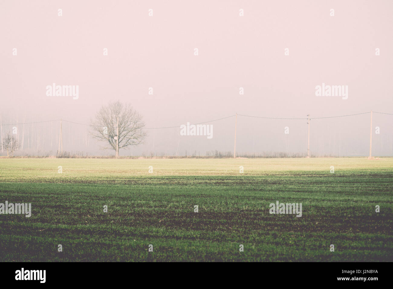 beautiful green meadow in heavy mist with lonely trees - retro, vintage ...