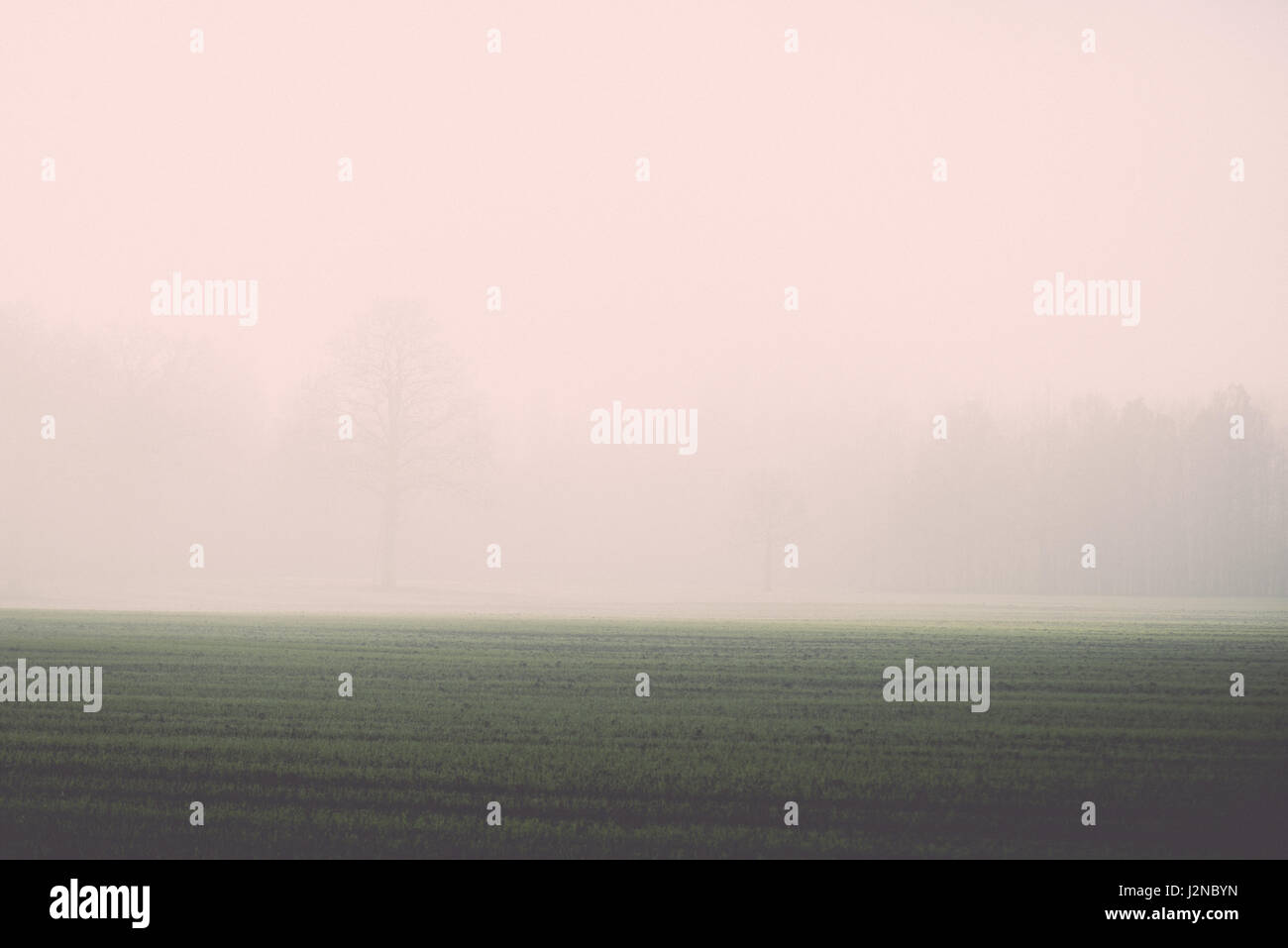 beautiful green meadow in heavy mist with lonely trees - retro, vintage ...