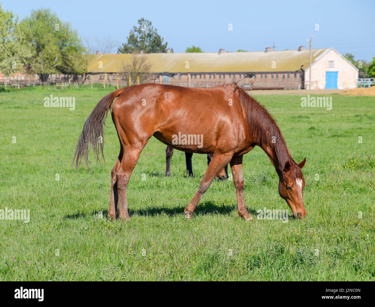 Horses graze in the pasture. Paddock horses on a horse farm. Walking ...