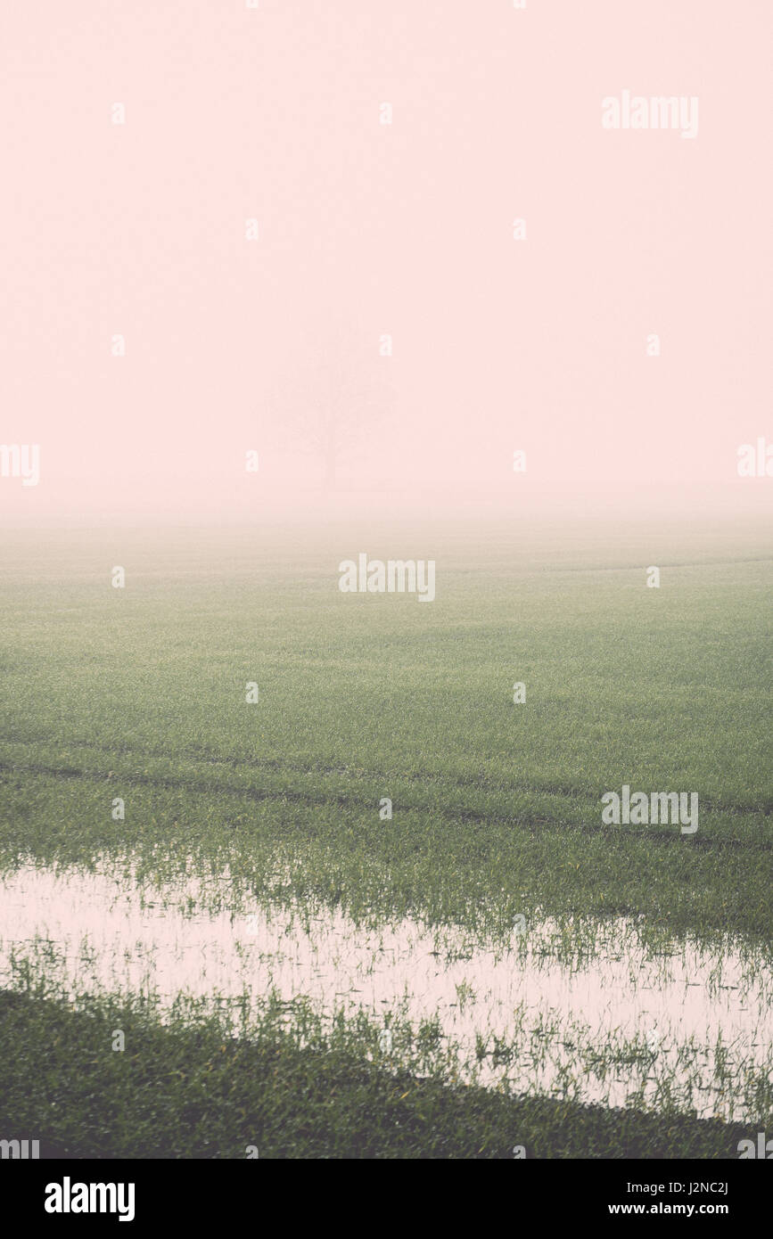 beautiful green meadow in heavy mist with lonely trees - retro, vintage ...