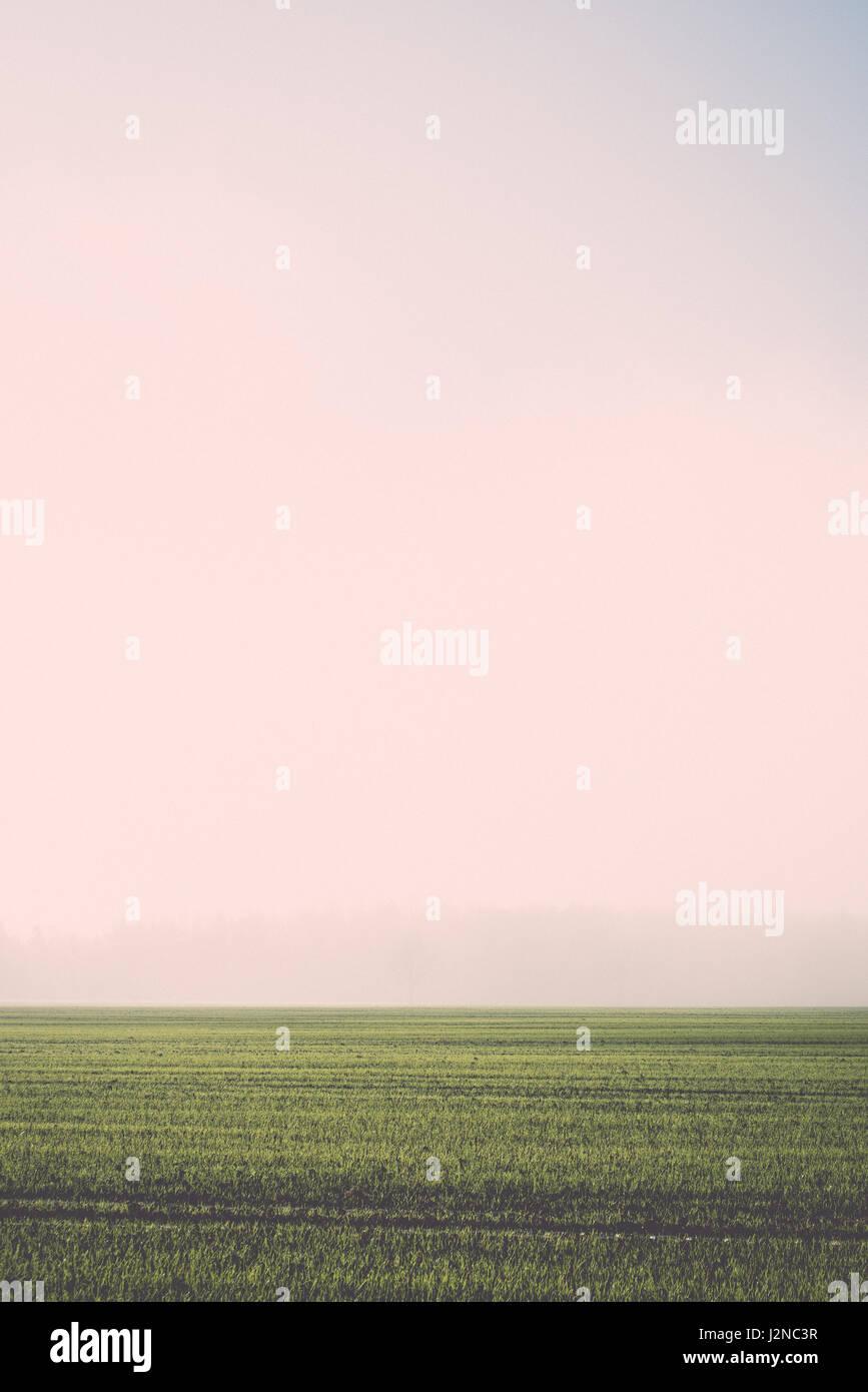 beautiful green meadow in heavy mist with lonely trees - retro, vintage ...