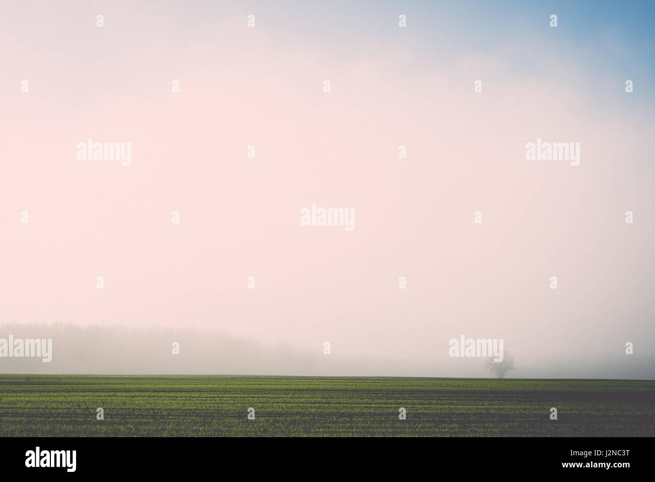 beautiful green meadow in heavy mist with lonely trees - retro, vintage ...