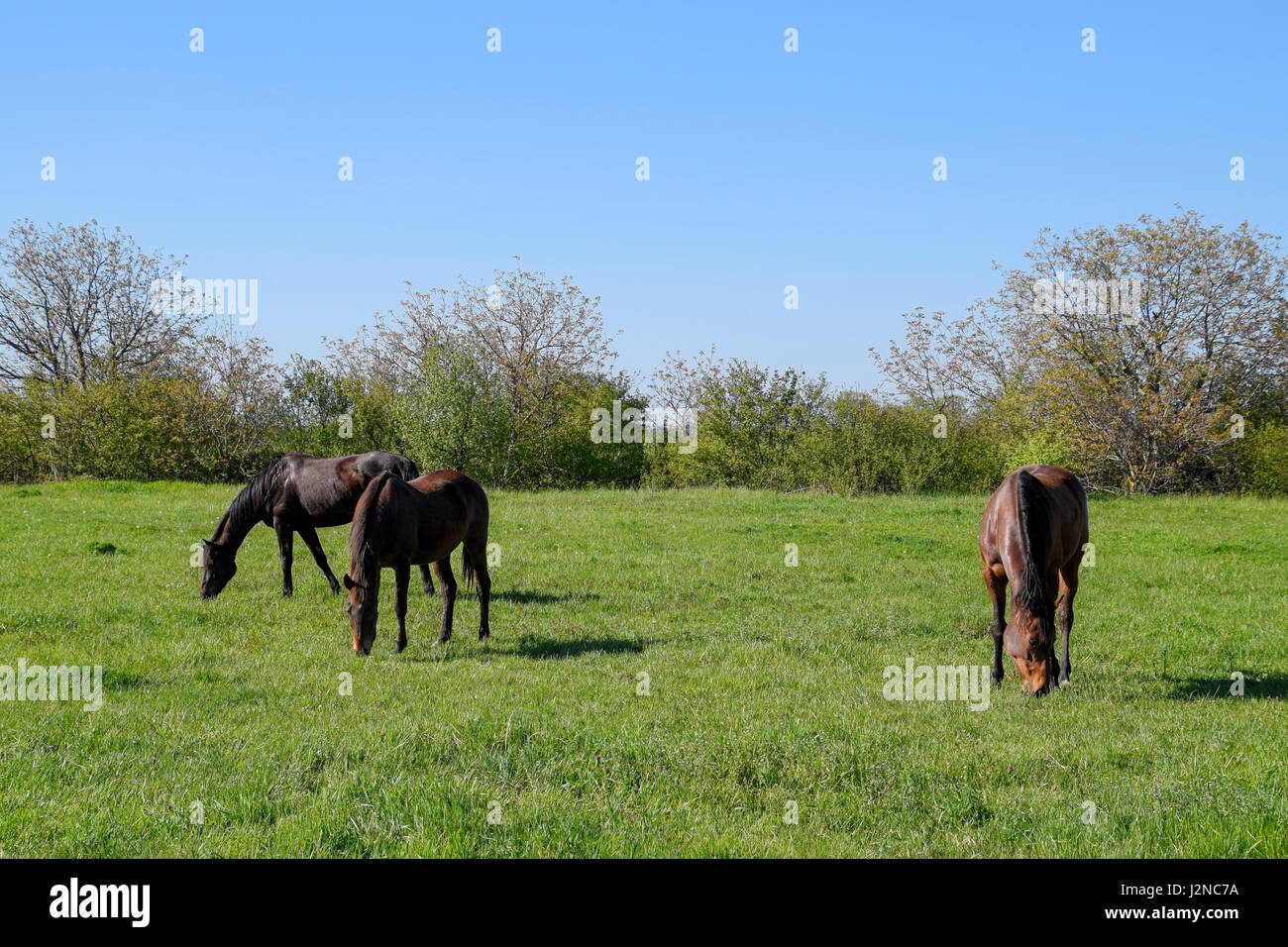 Horses graze in the pasture. Paddock horses on a horse farm. Walking ...