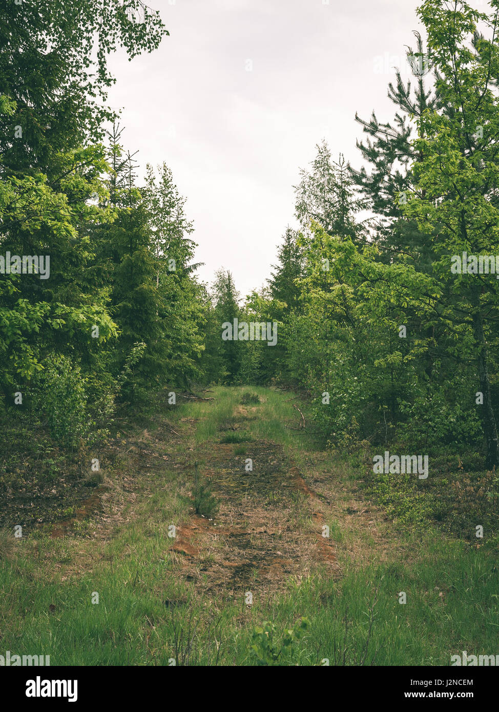 scenic and beautiful tourism gravel roud in the forest surrounded by ...