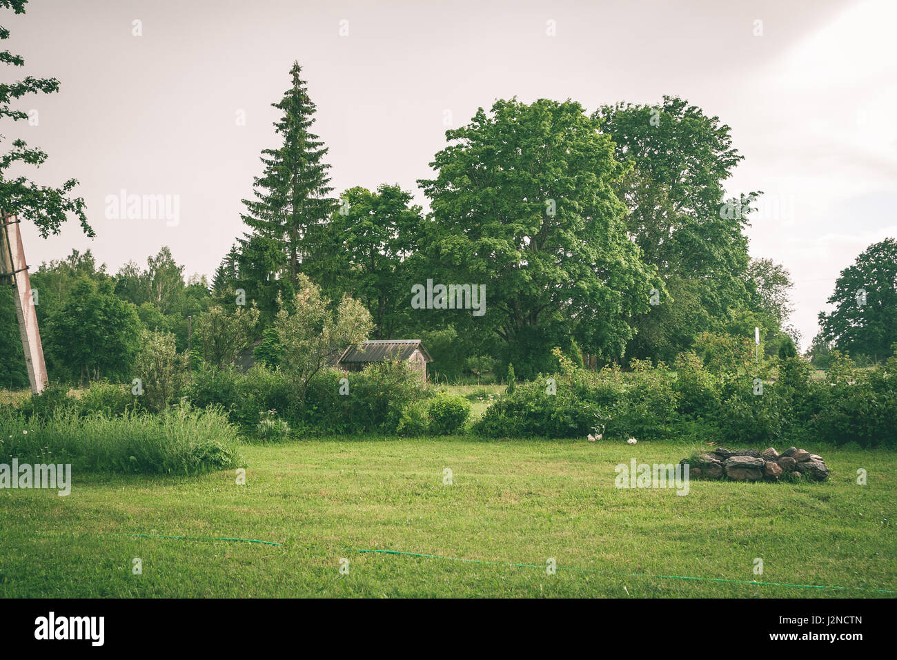 trees against blue sky with branches wide spread. spring motives ...