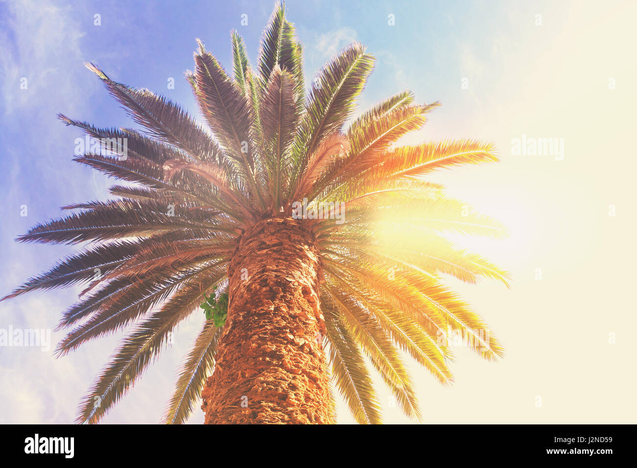 Tropical palm tree Stock Photo - Alamy