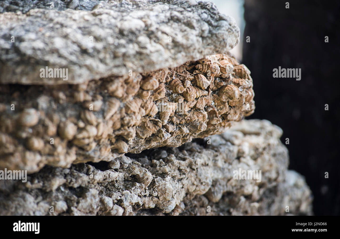 Seashell Graveyard, Fossil Shell Cemetery in Thailand Stock Photo - Alamy