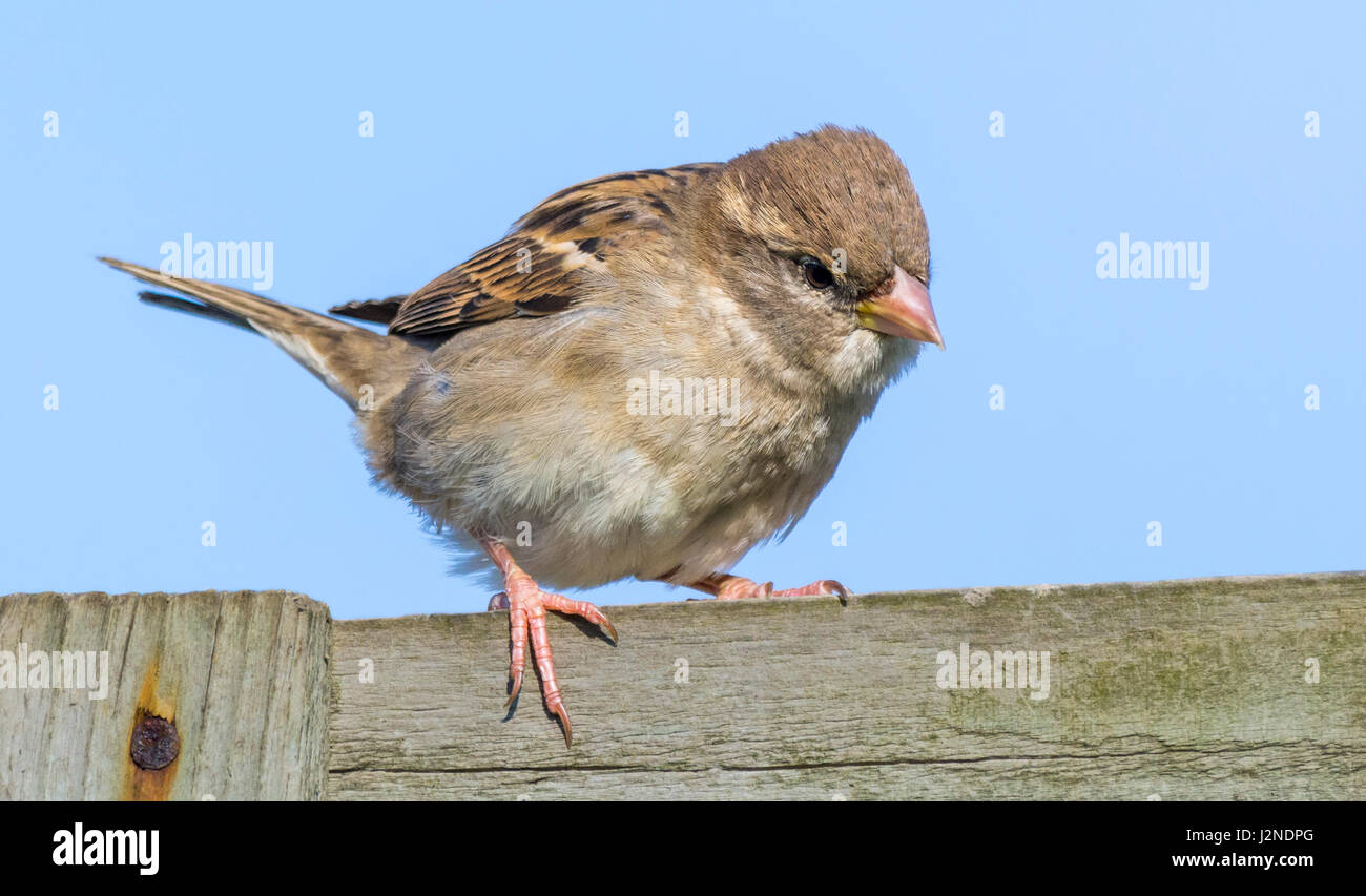 House sparrow female perched on hi-res stock photography and images - Alamy