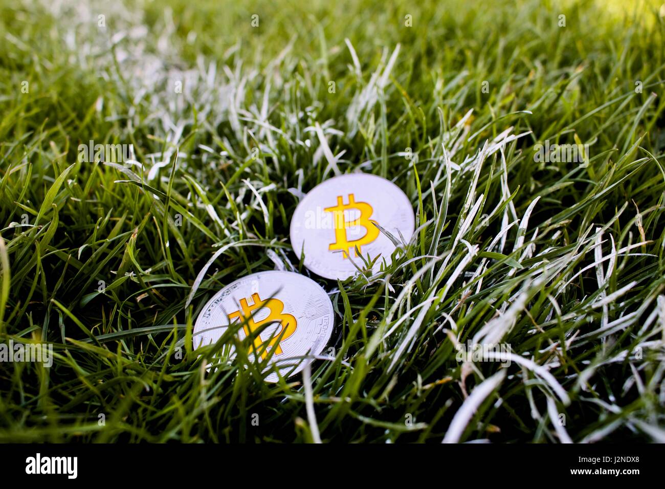 Cryptocurrency physical two silver bitcoin coins in grass on the spring ...