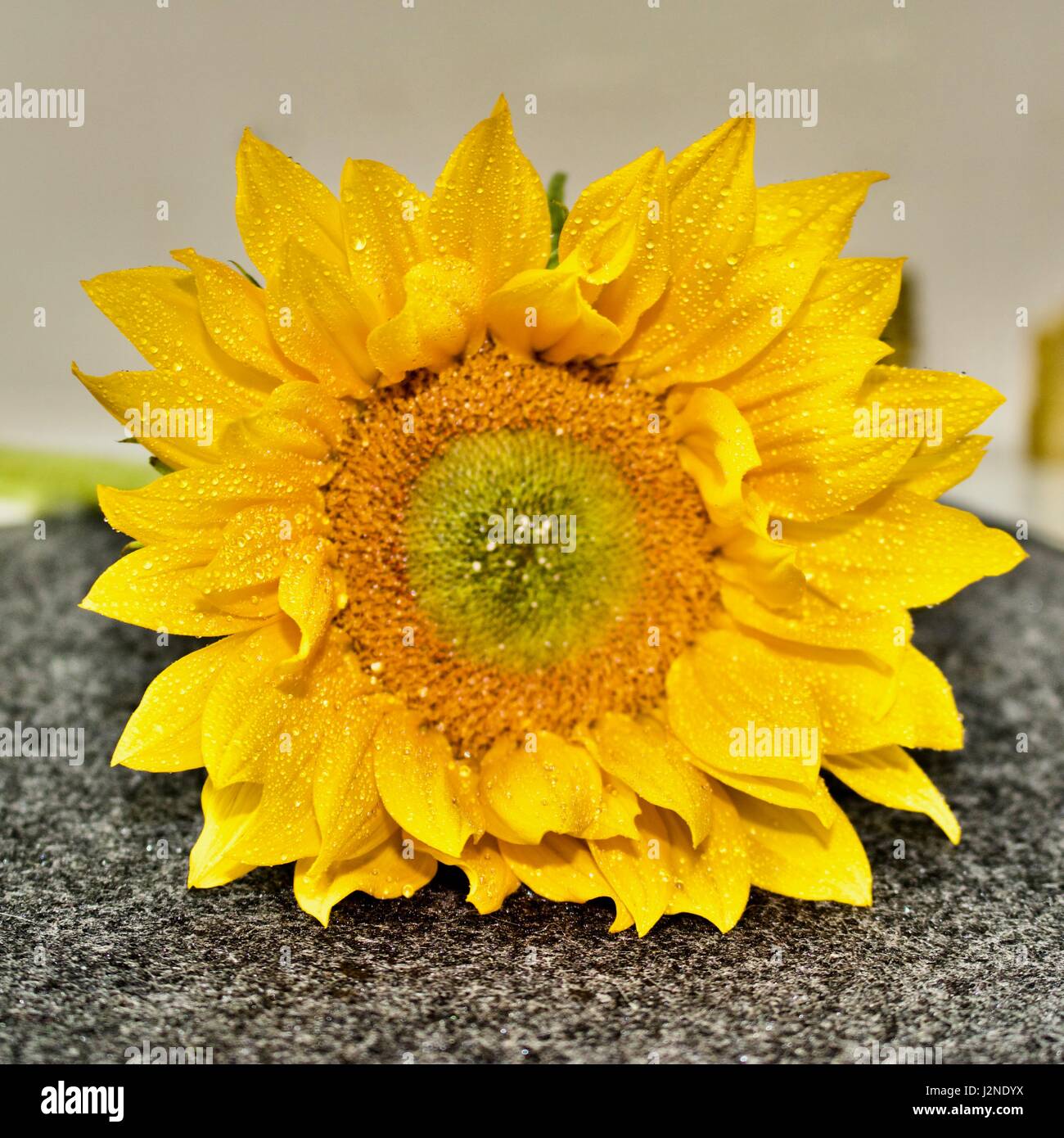 Wet yellow natural sunflower Stock Photo - Alamy