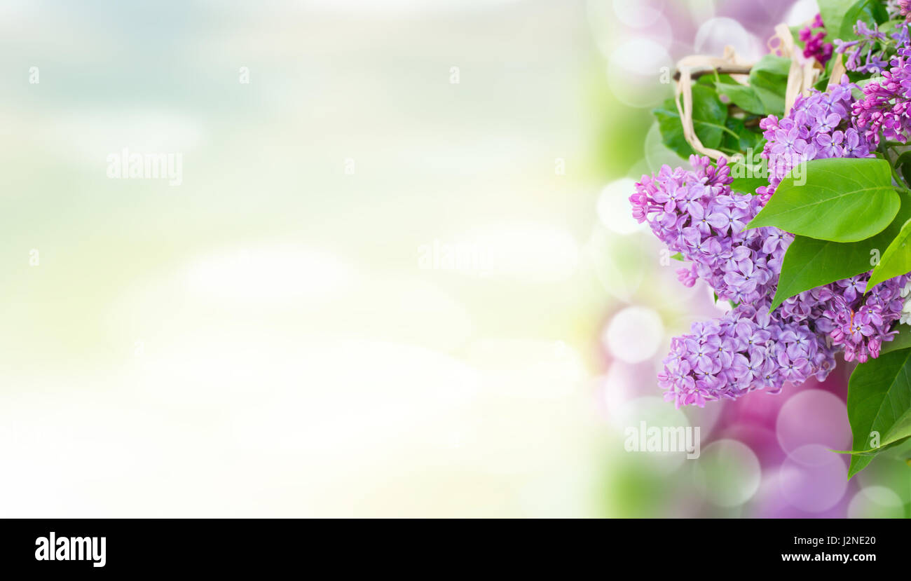 Lilac flowers in garden Stock Photo - Alamy
