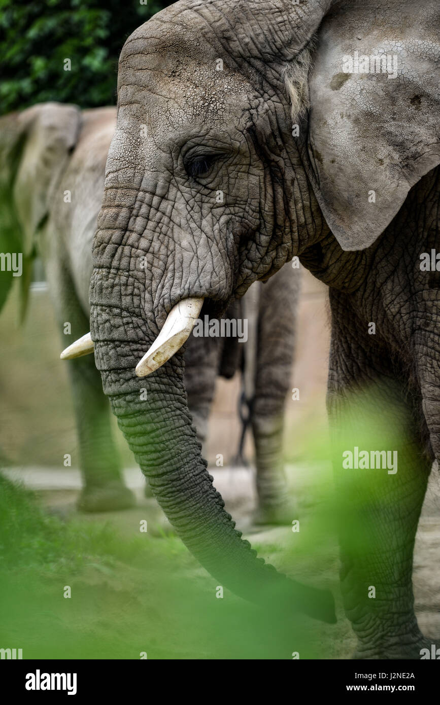 Animal close-up photography. African elephant walking slow step Stock ...