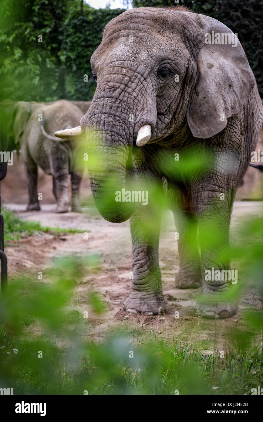 Animal close-up photography. African elephant walking slow step Stock ...
