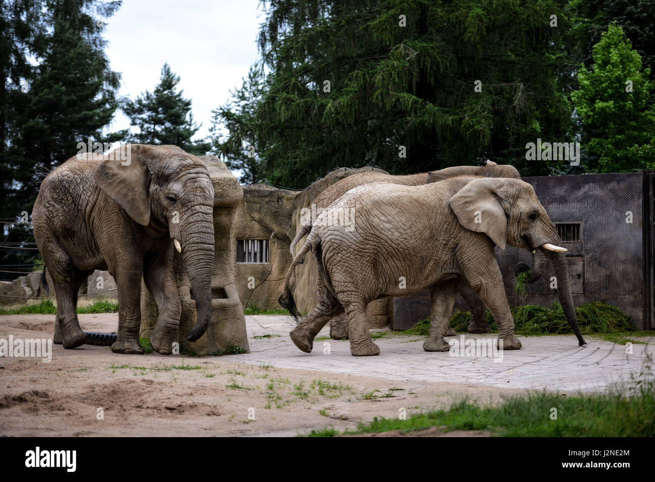 Animal close-up photography. African elephant walking slow step Stock ...