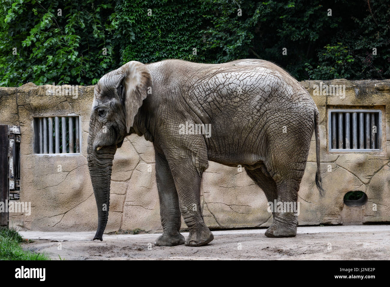 Animal close-up photography. African elephant walking slow step Stock ...