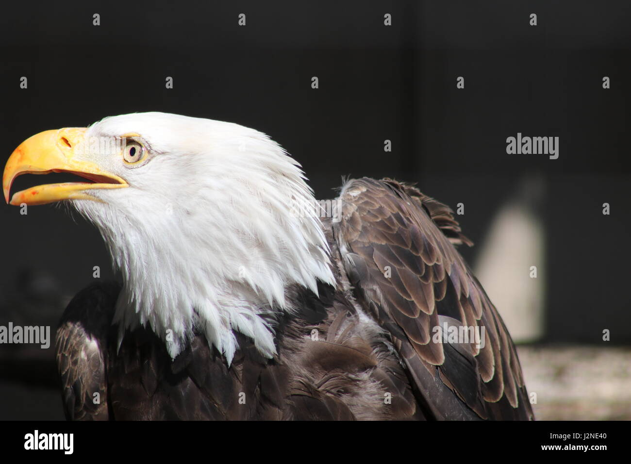 Bald Eagle Walking High Resolution Stock Photography and Images - Alamy