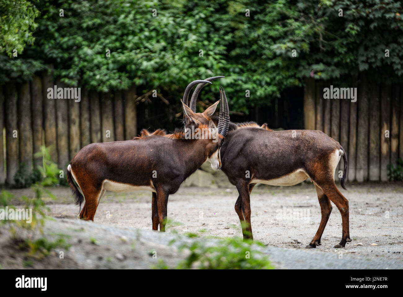 Animal close-up photography Two antelopes standing opposite each other ...
