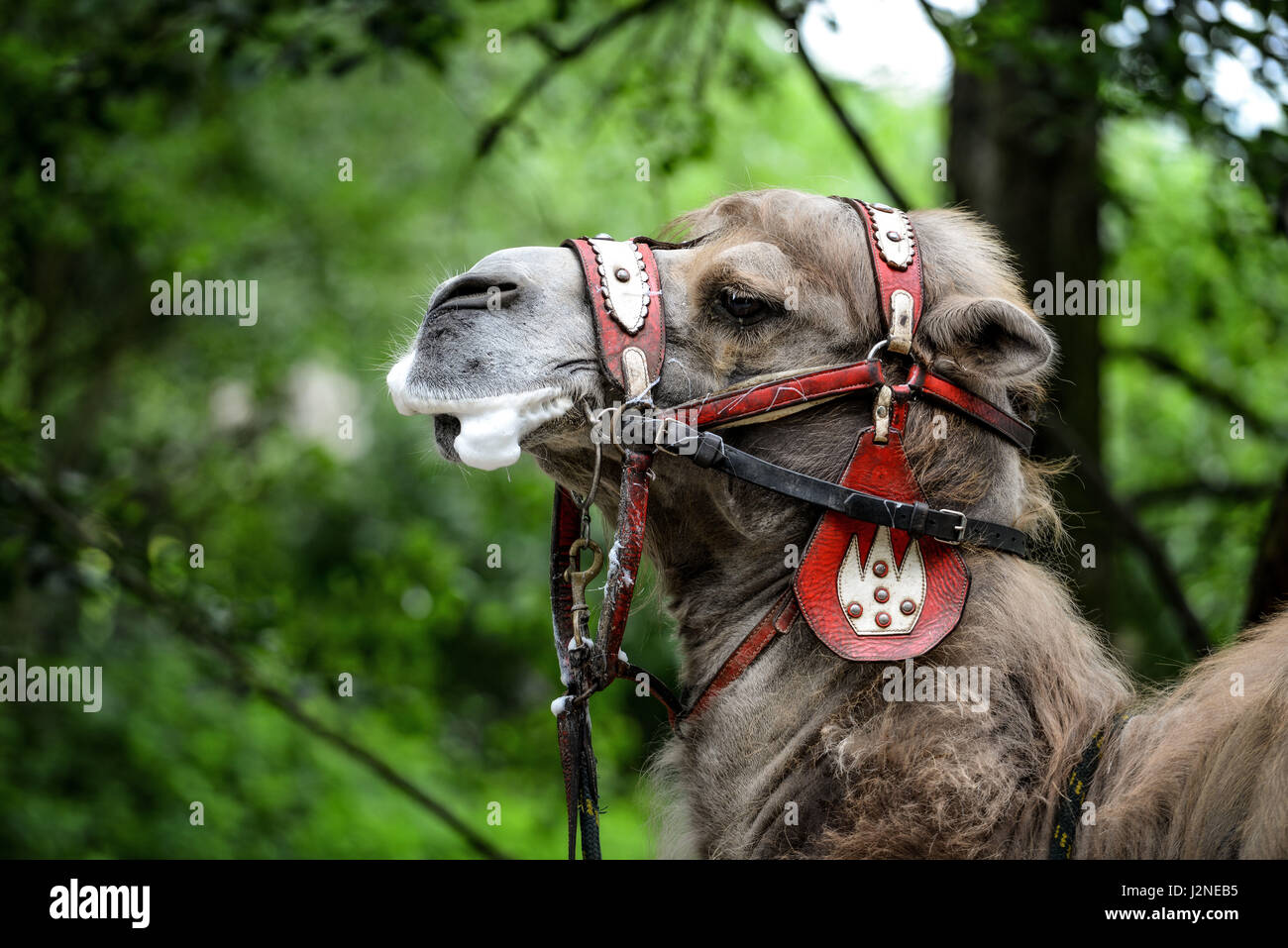Camel with bridle hi-res stock photography and images - Alamy