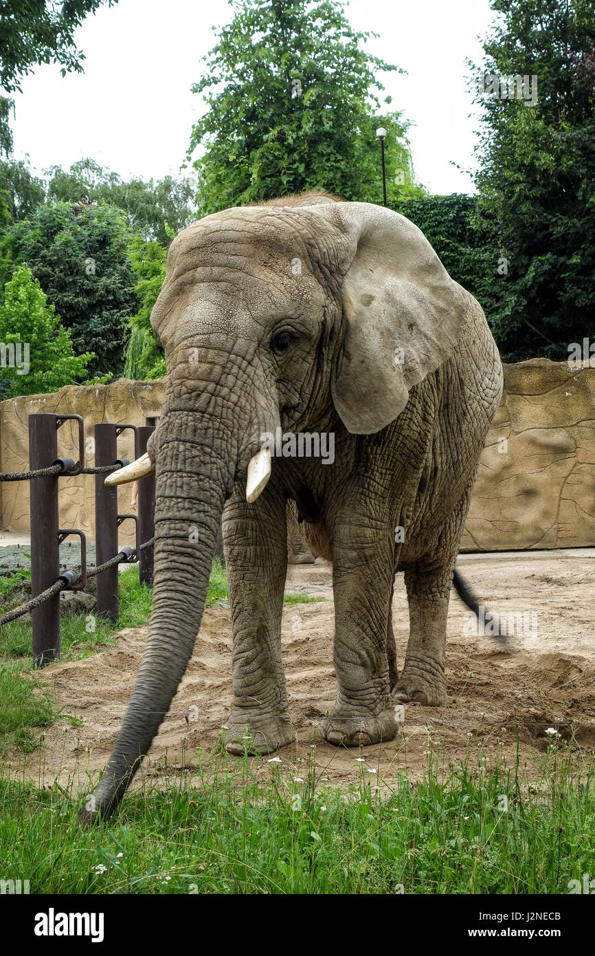 Slow walking elephant hi-res stock photography and images - Alamy