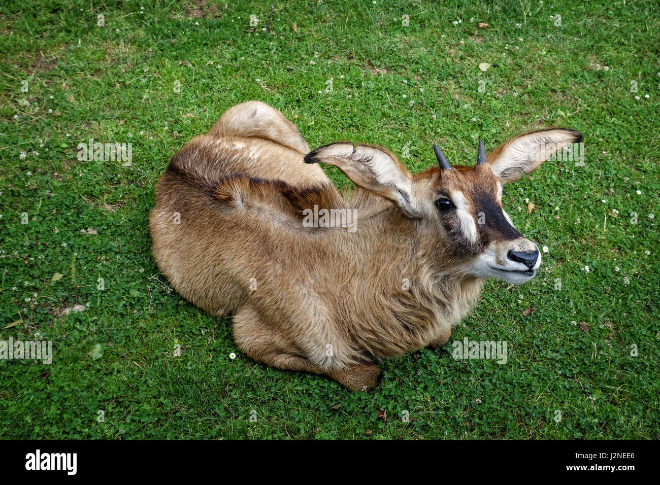 Animal close-up photography Antelope lying green meadow and looks up ...