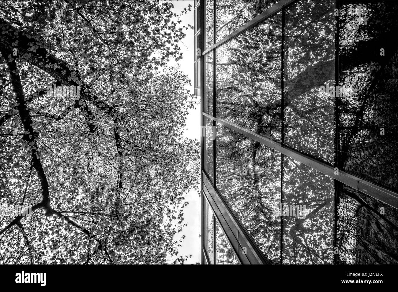 Glass facade tree Black and White Stock Photos & Images - Alamy