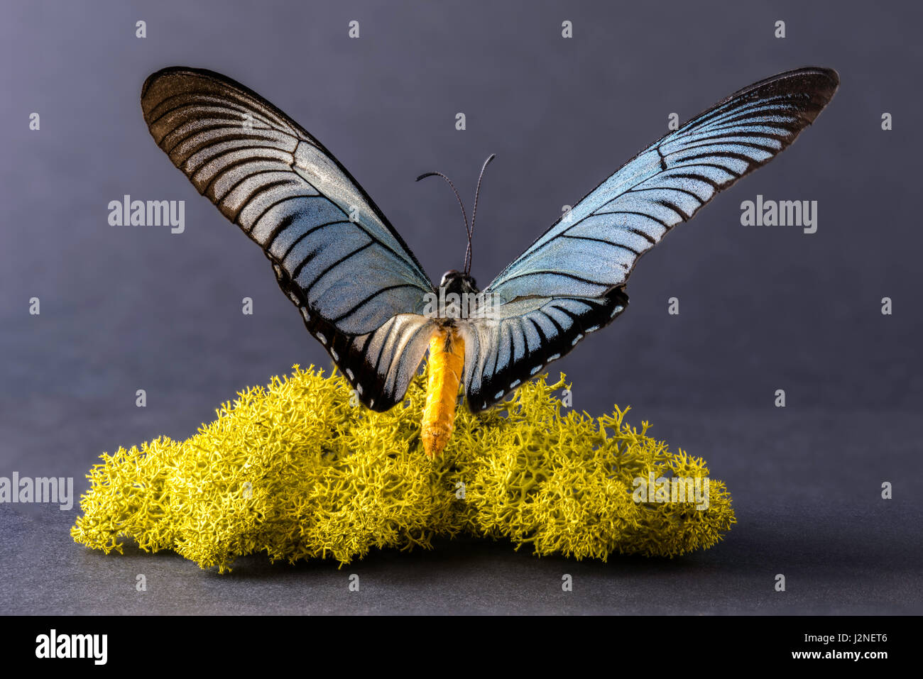 African swallowtail hi-res stock photography and images - Alamy