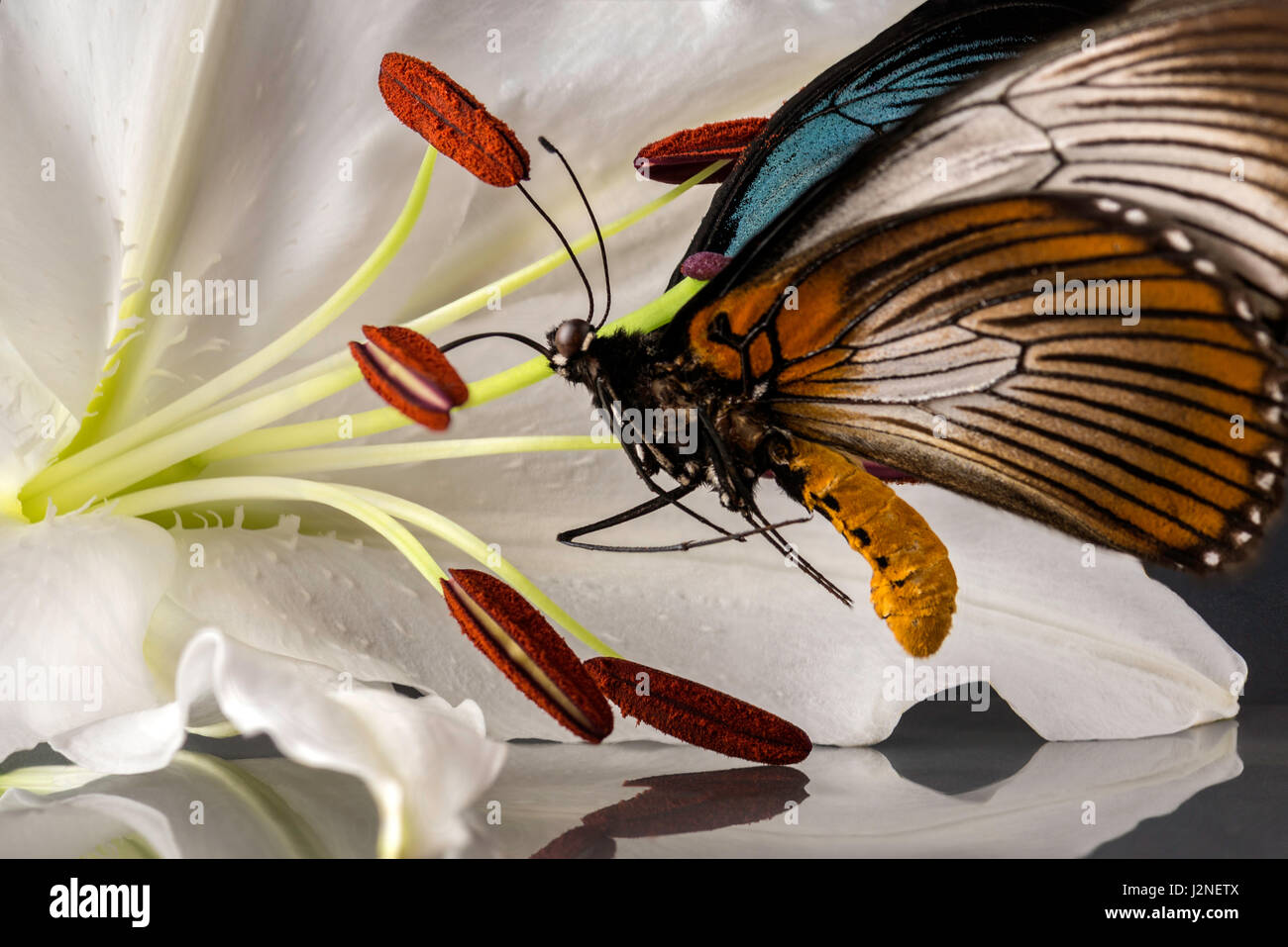 African swallowtail hi-res stock photography and images - Alamy