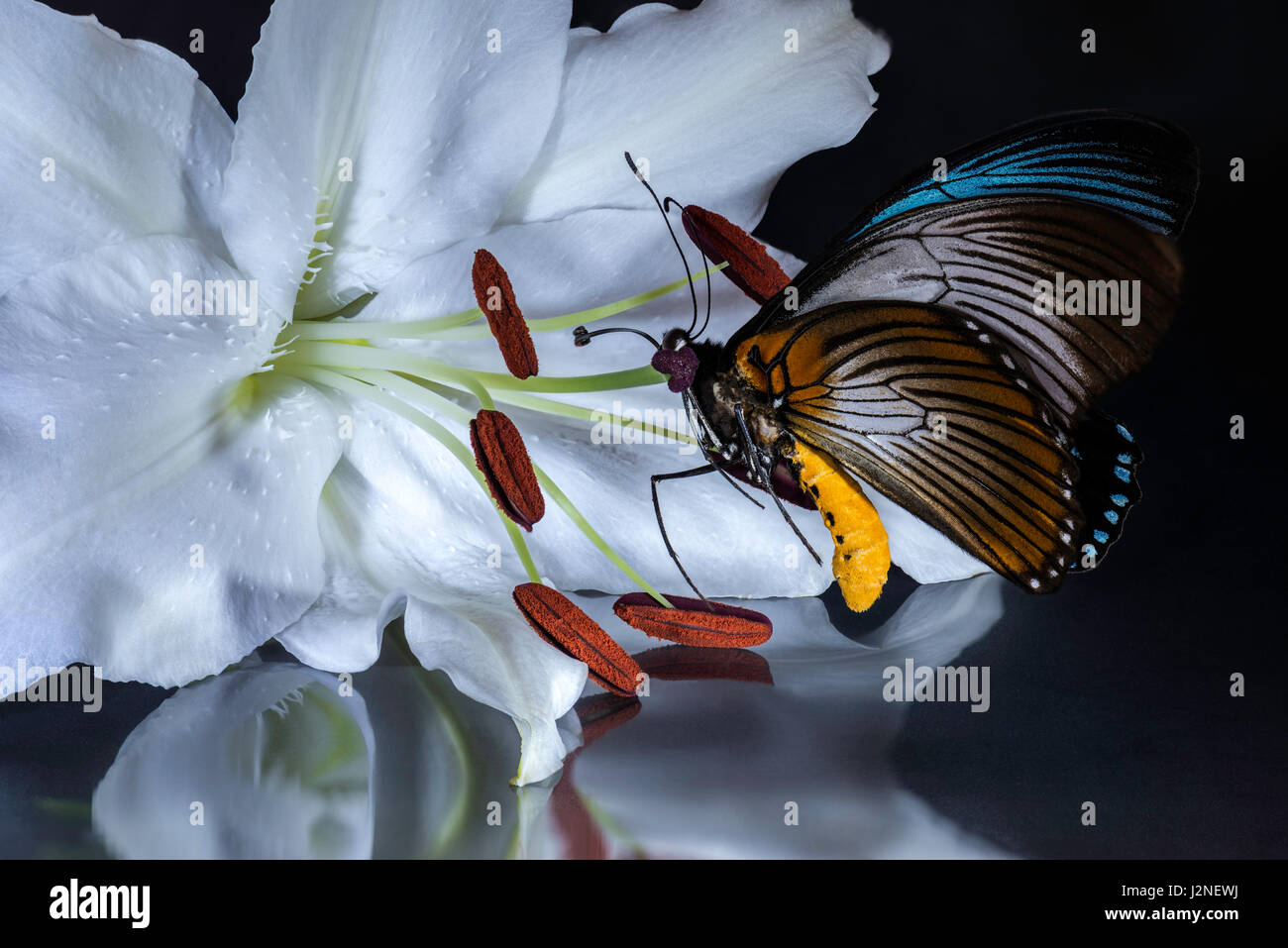 African swallowtail hi-res stock photography and images - Alamy