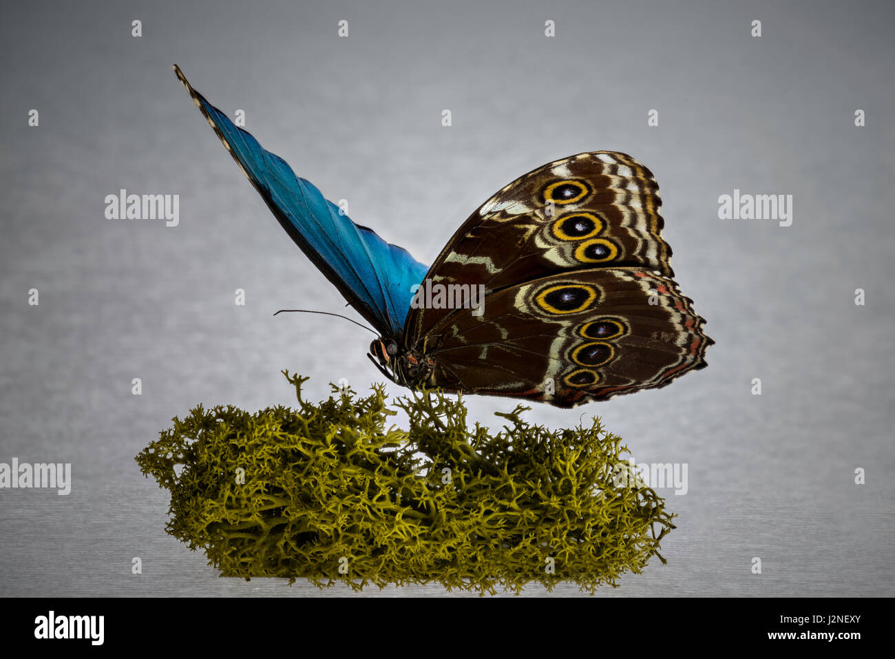 Columbian Blue Butterfly (Morpho helenor peleides) specimen set on ...