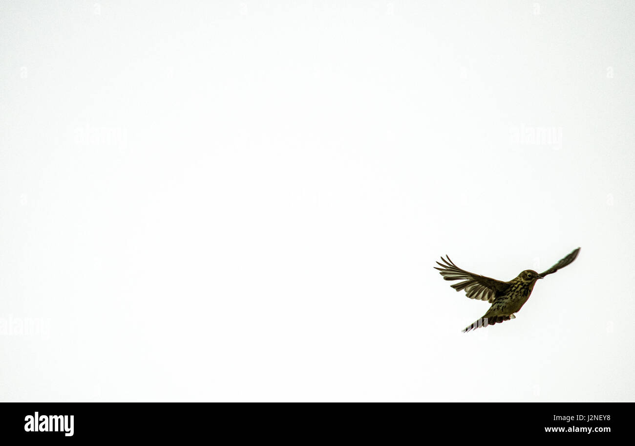 Meadow Pipit (Anthus Pratensis) in flight Stock Photo - Alamy