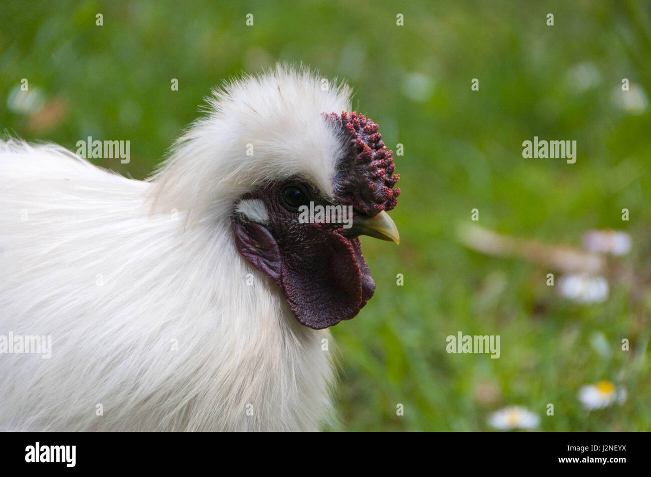 The Silkie is a breed of chicken named for its atypically fluffy ...