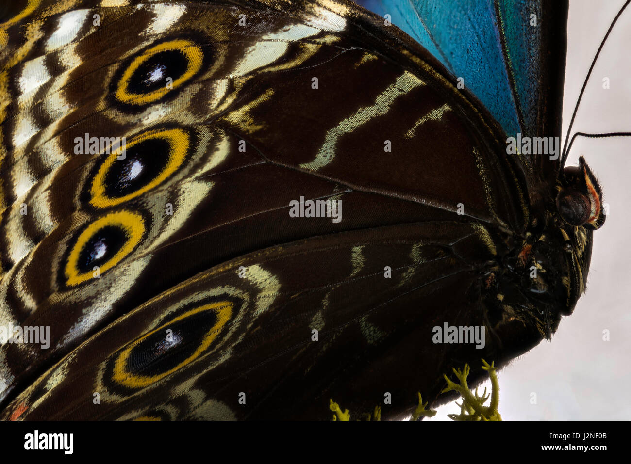 Columbian Blue Butterfly (Morpho helenor peleides) specimen spot lit ...
