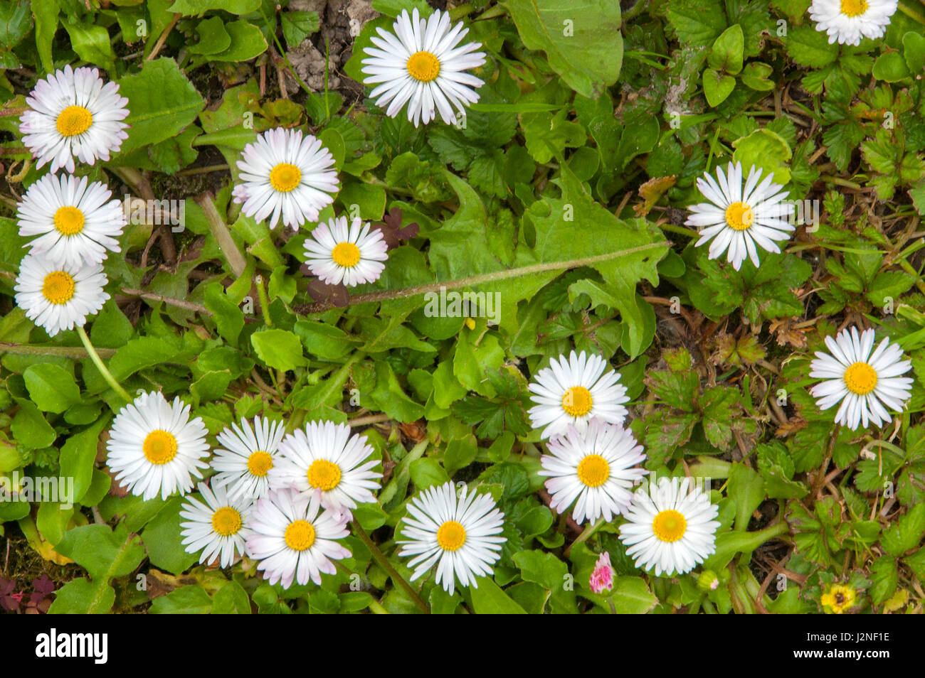 Beautiful flowers daisy on the background of green grass and leaves ...
