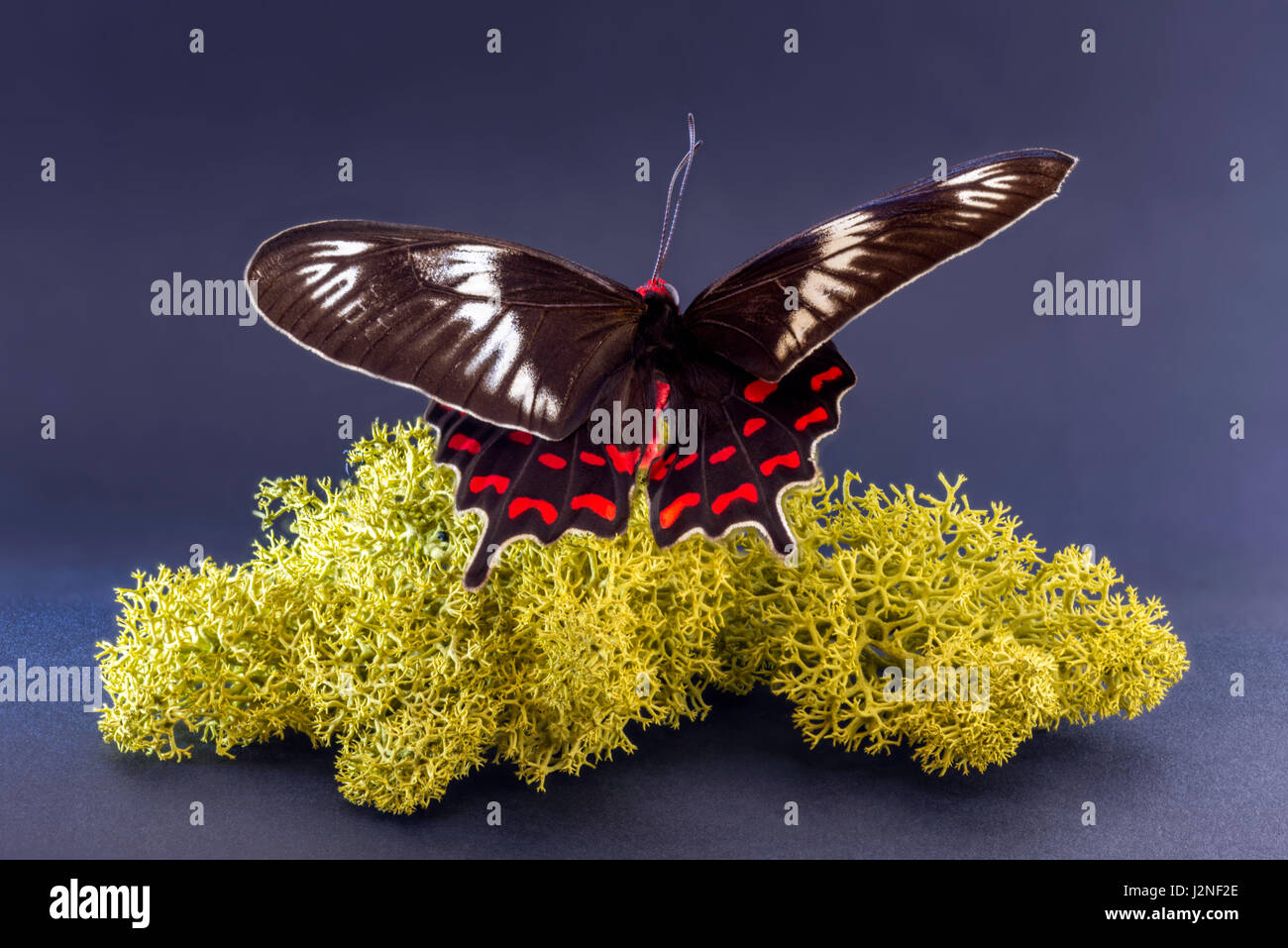 Indian pachliopta hector swallowtail hi-res stock photography and ...