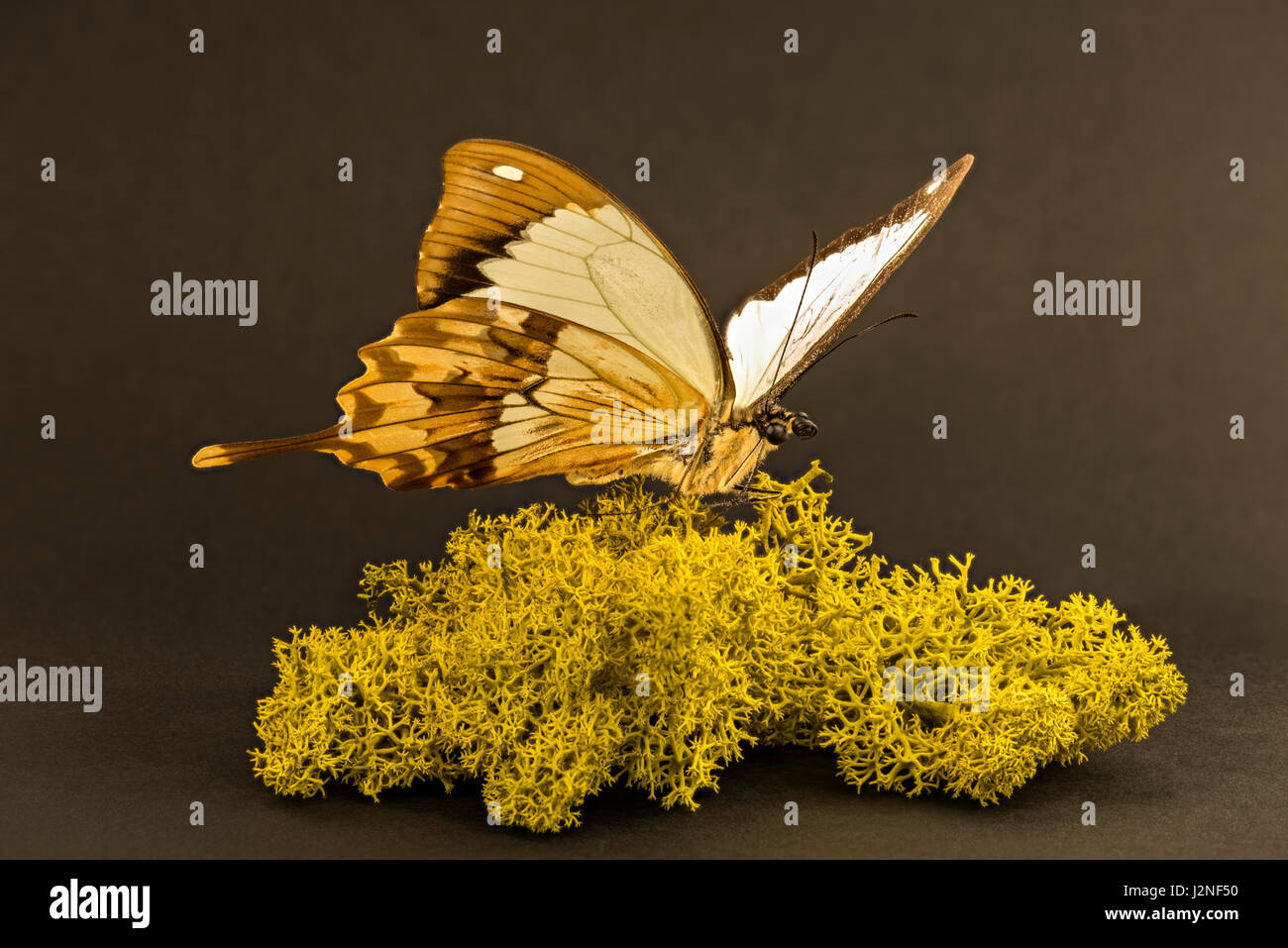 Madagascar Mocker Swallowtail (Papilio dardanus meriones) specimen set ...