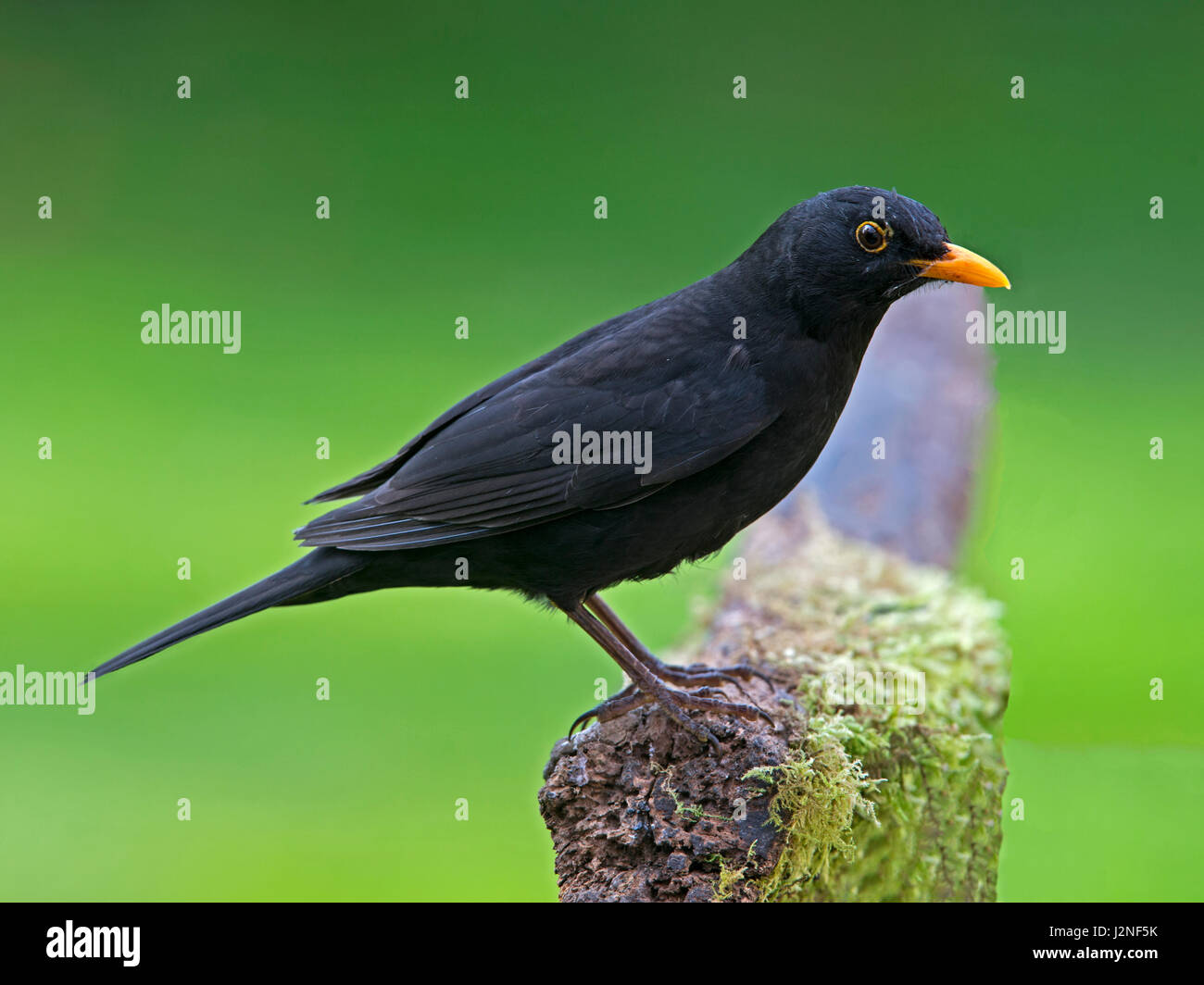 Blackbird uk hi-res stock photography and images - Alamy