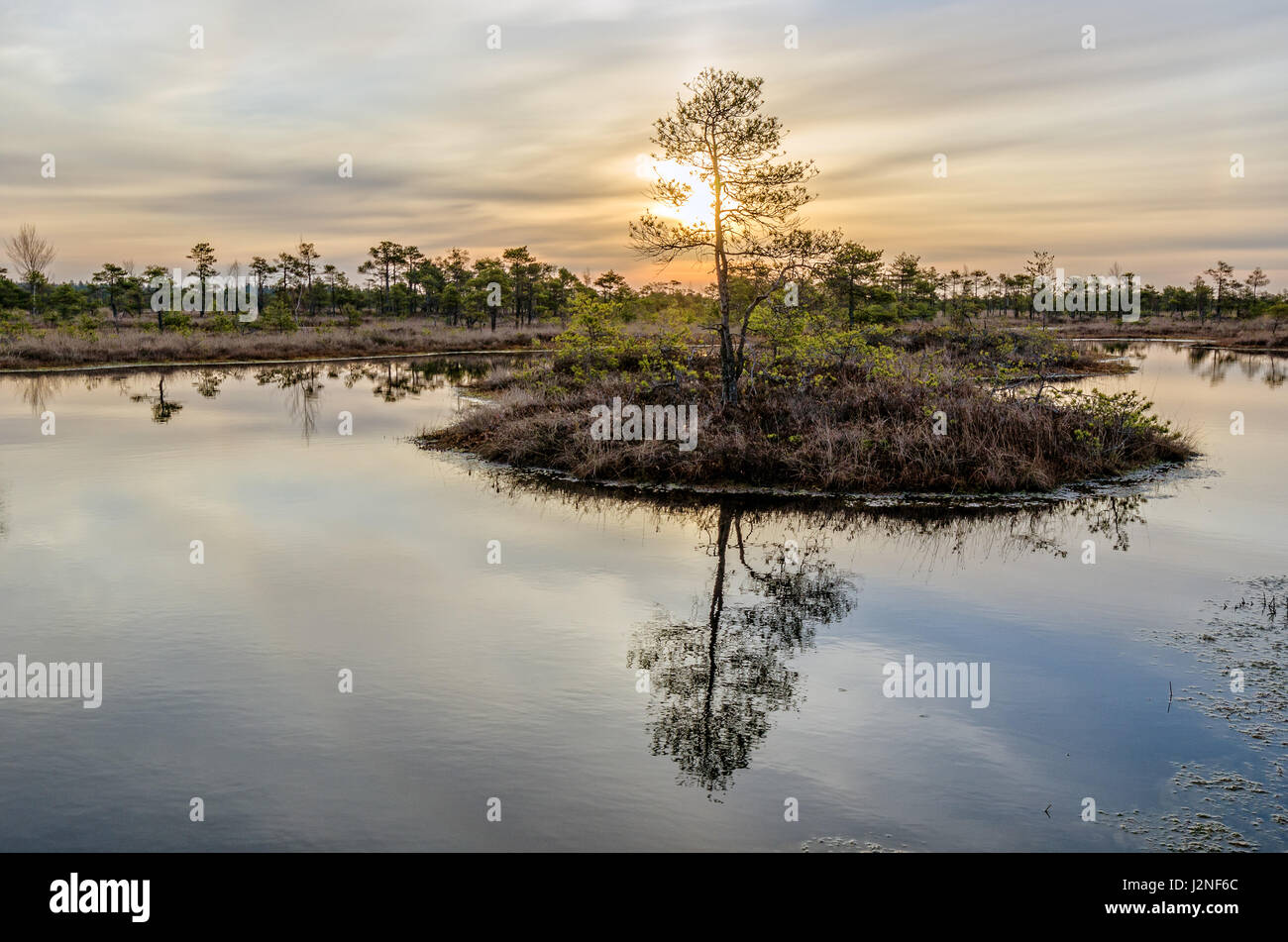 Landscape photography. Swamp on a cold winter morning Stock Photo - Alamy