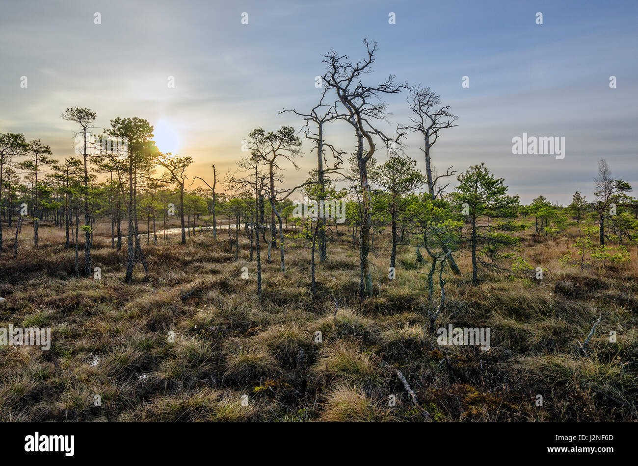 Landscape photography. Swamp on a cold winter morning Stock Photo - Alamy
