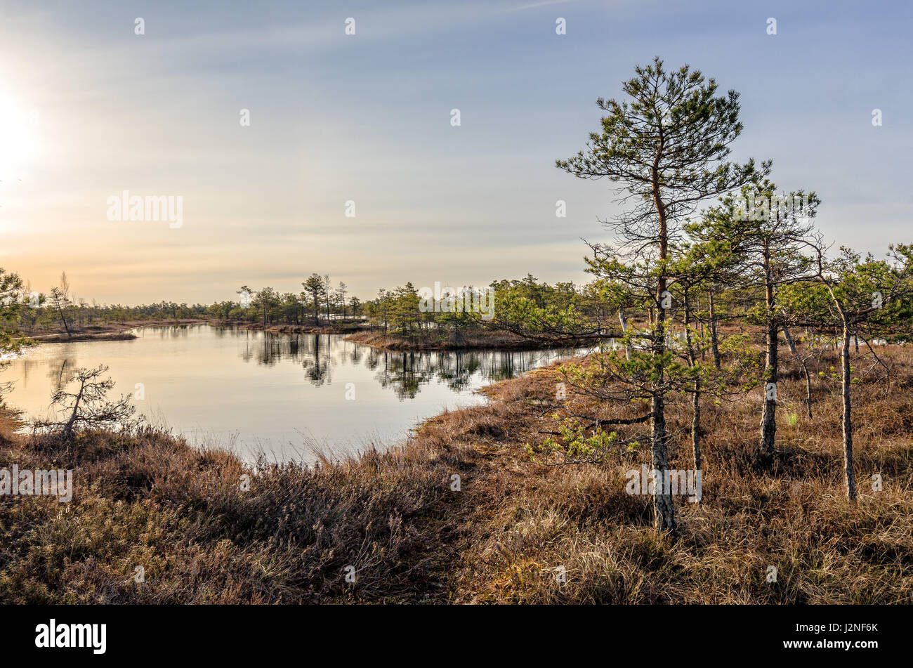 Landscape photography. Swamp on a cold winter morning Stock Photo - Alamy