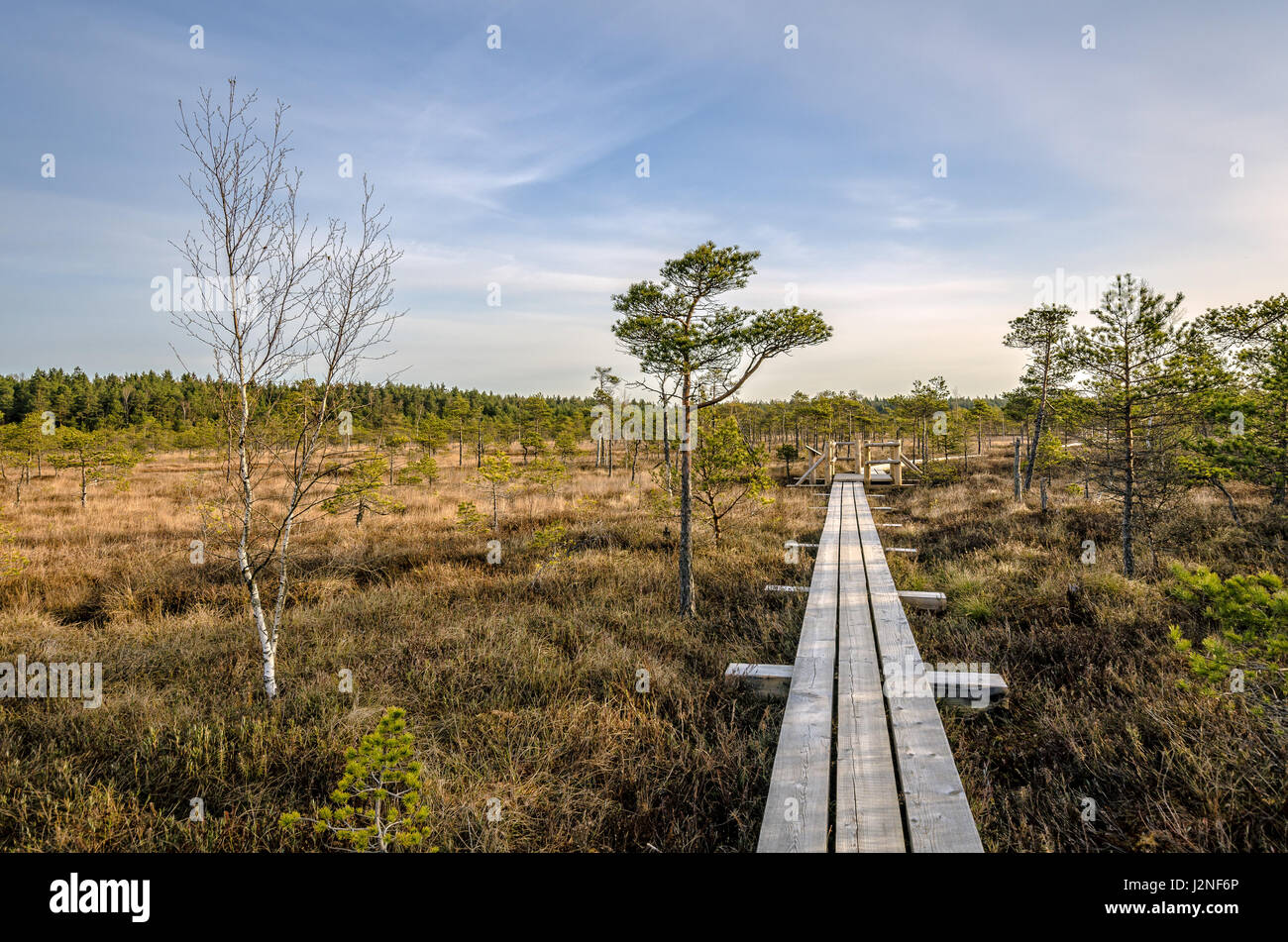 Landscape photography. Swamp on a cold winter morning Stock Photo - Alamy