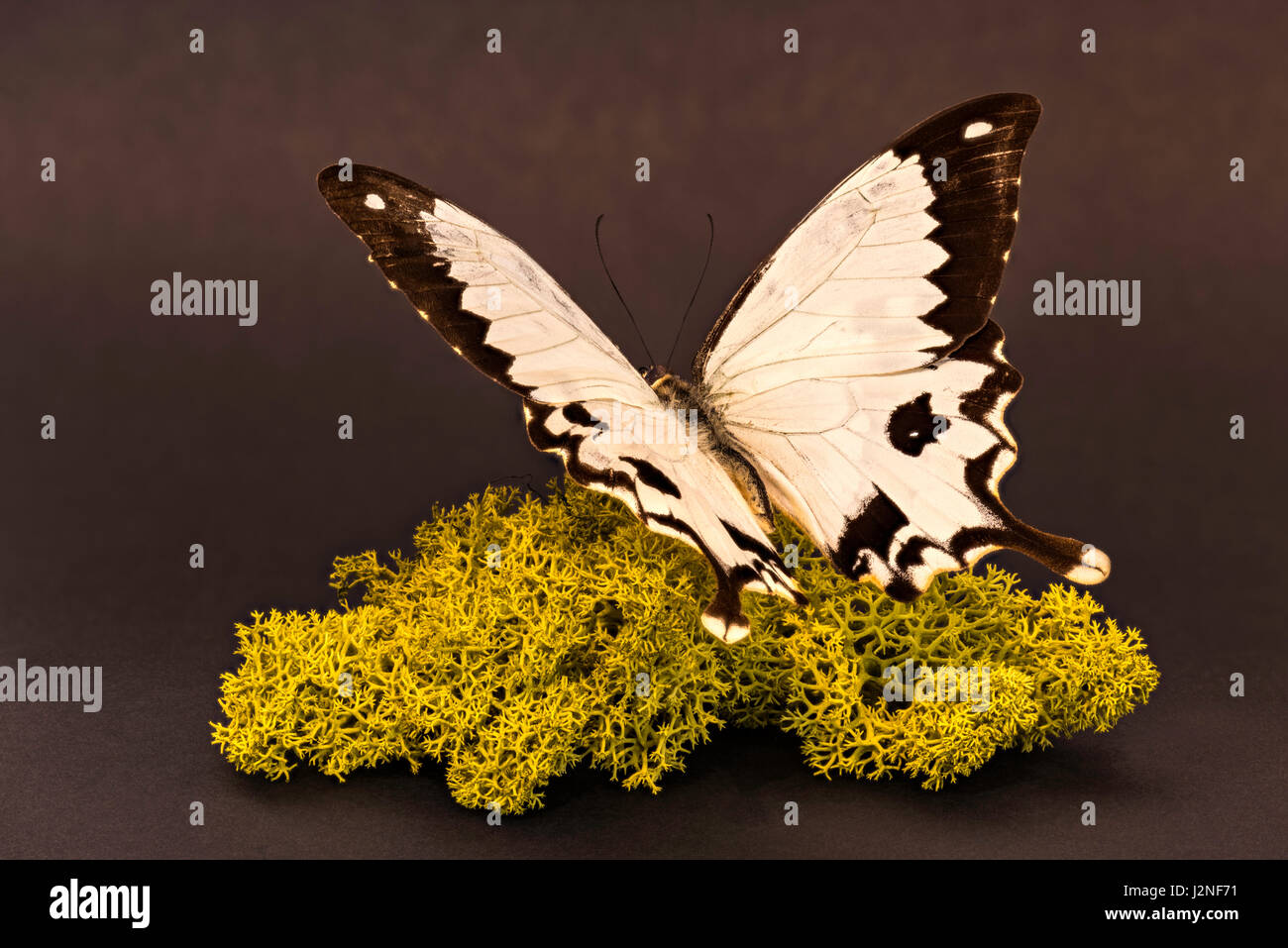 Madagascar Mocker Swallowtail (Papilio dardanus meriones) specimen set ...