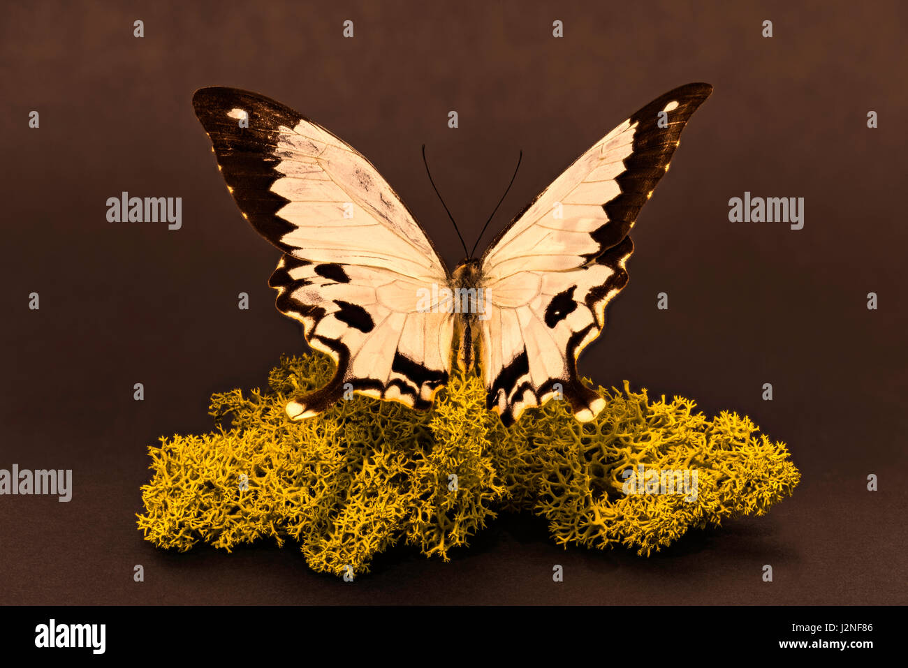 Madagascar Mocker Swallowtail (Papilio dardanus meriones) specimen set ...