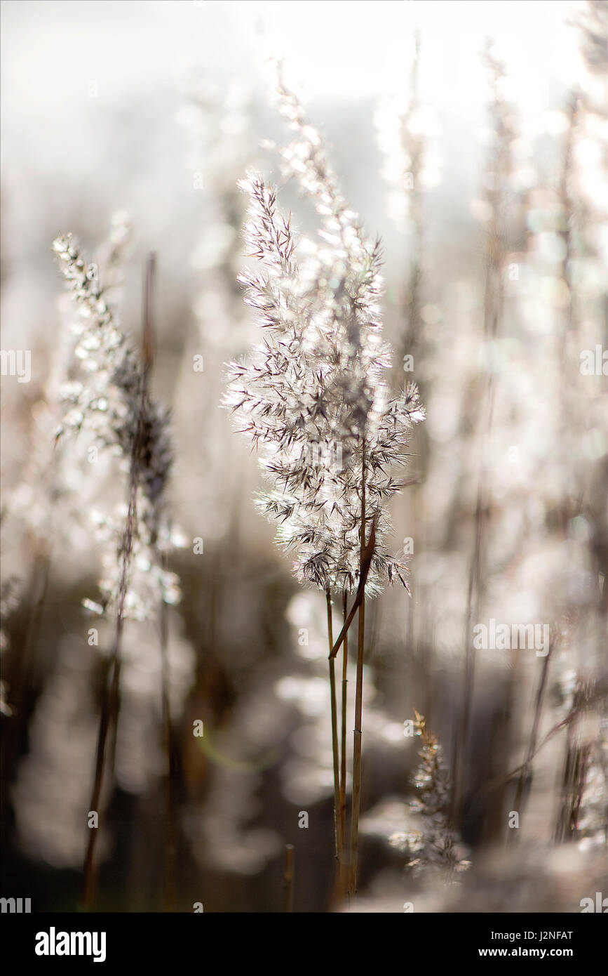 Nature close-up photography. Abstract beautiful close-up scene Stock ...