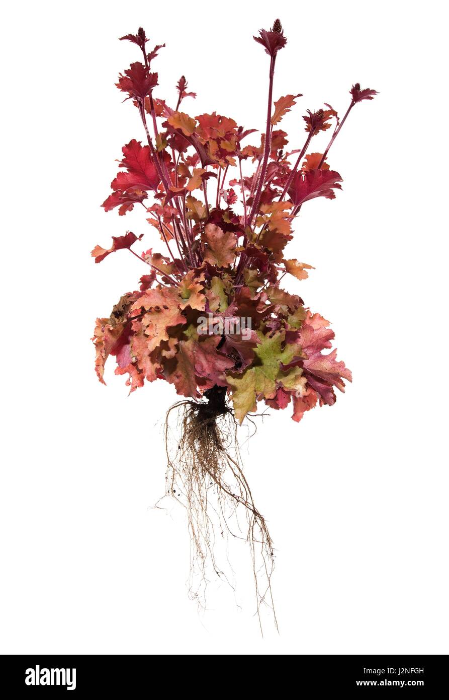 whole heuchera plant with roots on white background Stock Photo - Alamy