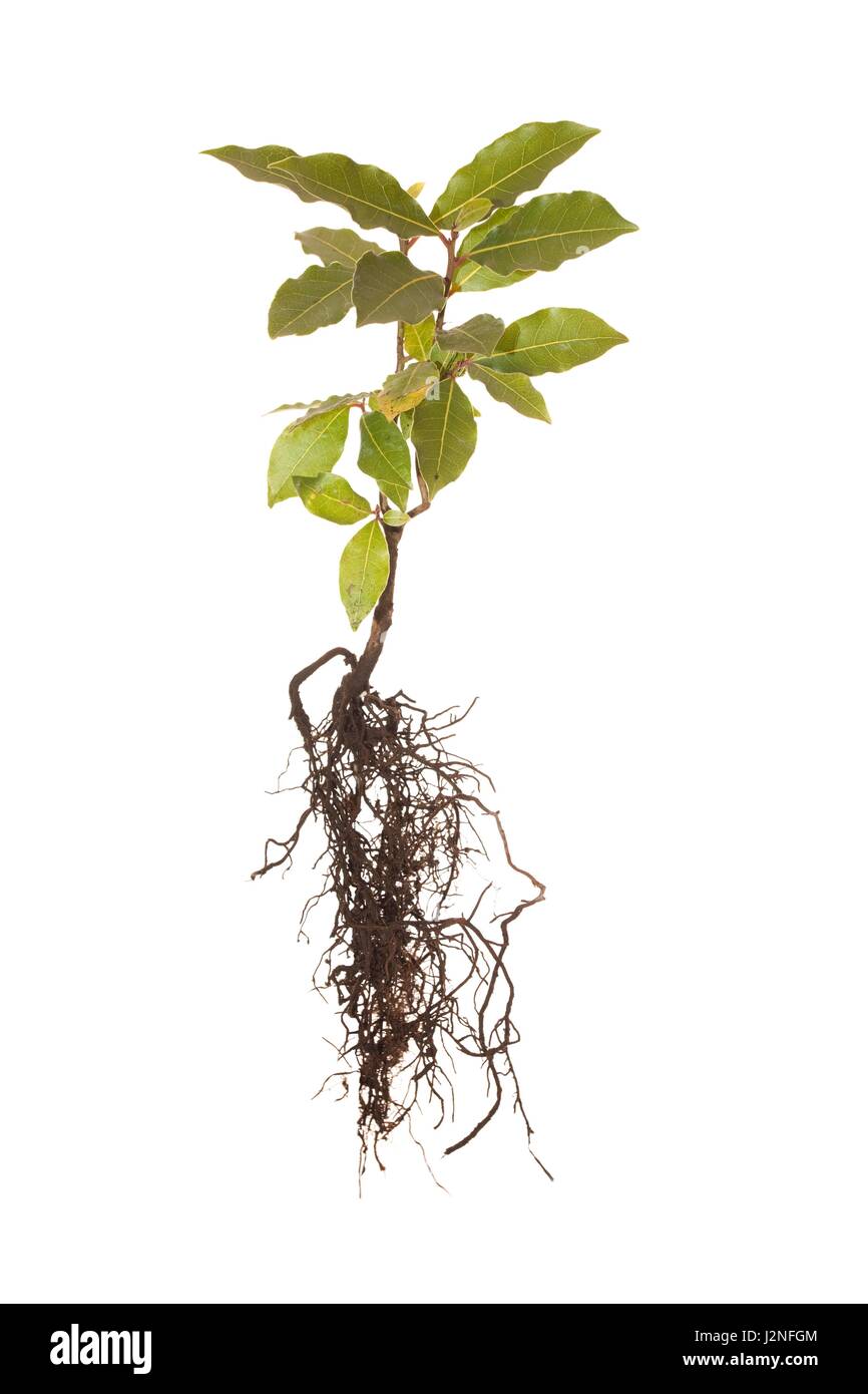 Laurus species Cut Out Stock Images & Pictures - Alamy